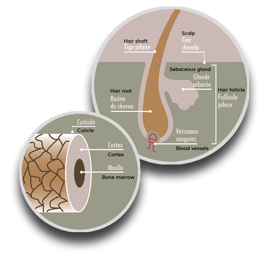Hair loss - Meshkati